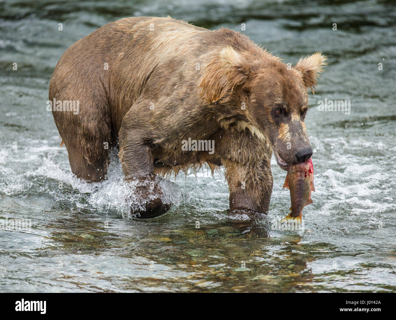 Brown bear with salmon in its mouth. USA. Alaska. Kathmai National Park. Great illustration ...