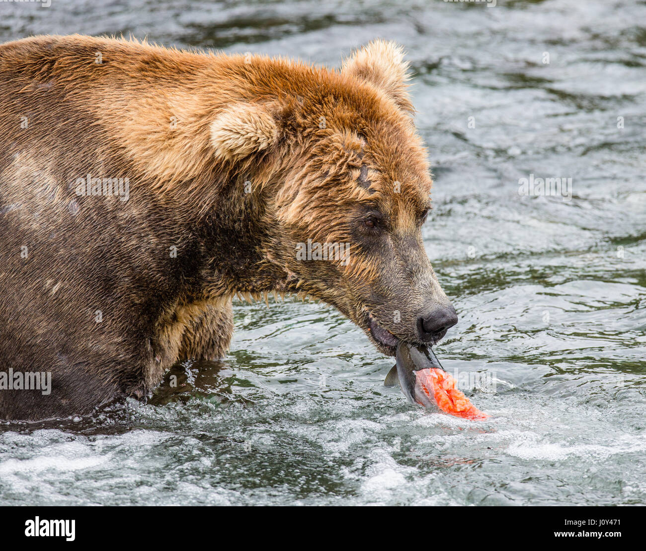 Brown bear with salmon in its mouth. USA. Alaska. Kathmai National Park. Great illustration ...