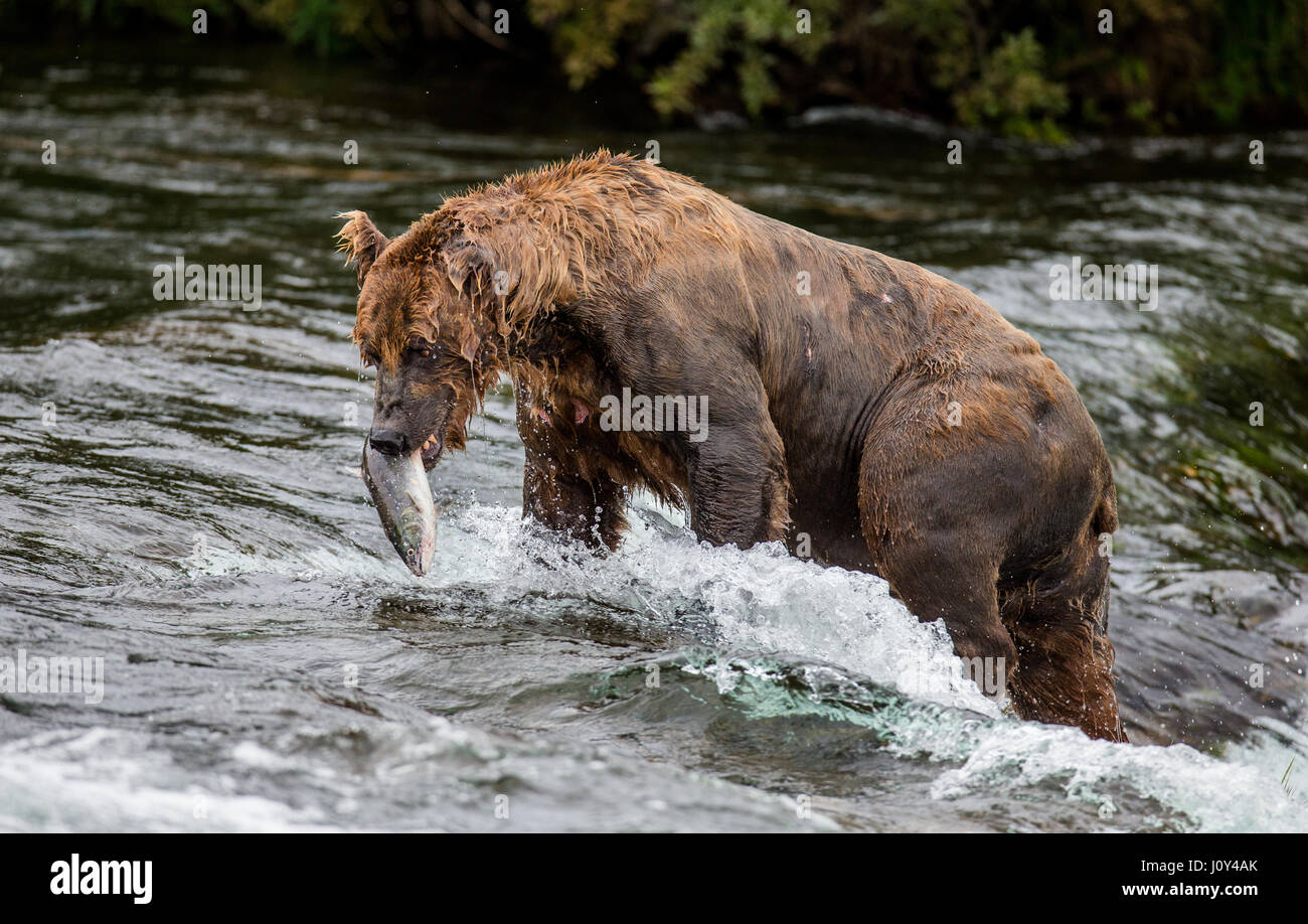 Brown bear with salmon in its mouth. USA. Alaska. Kathmai National Park. Great illustration ...