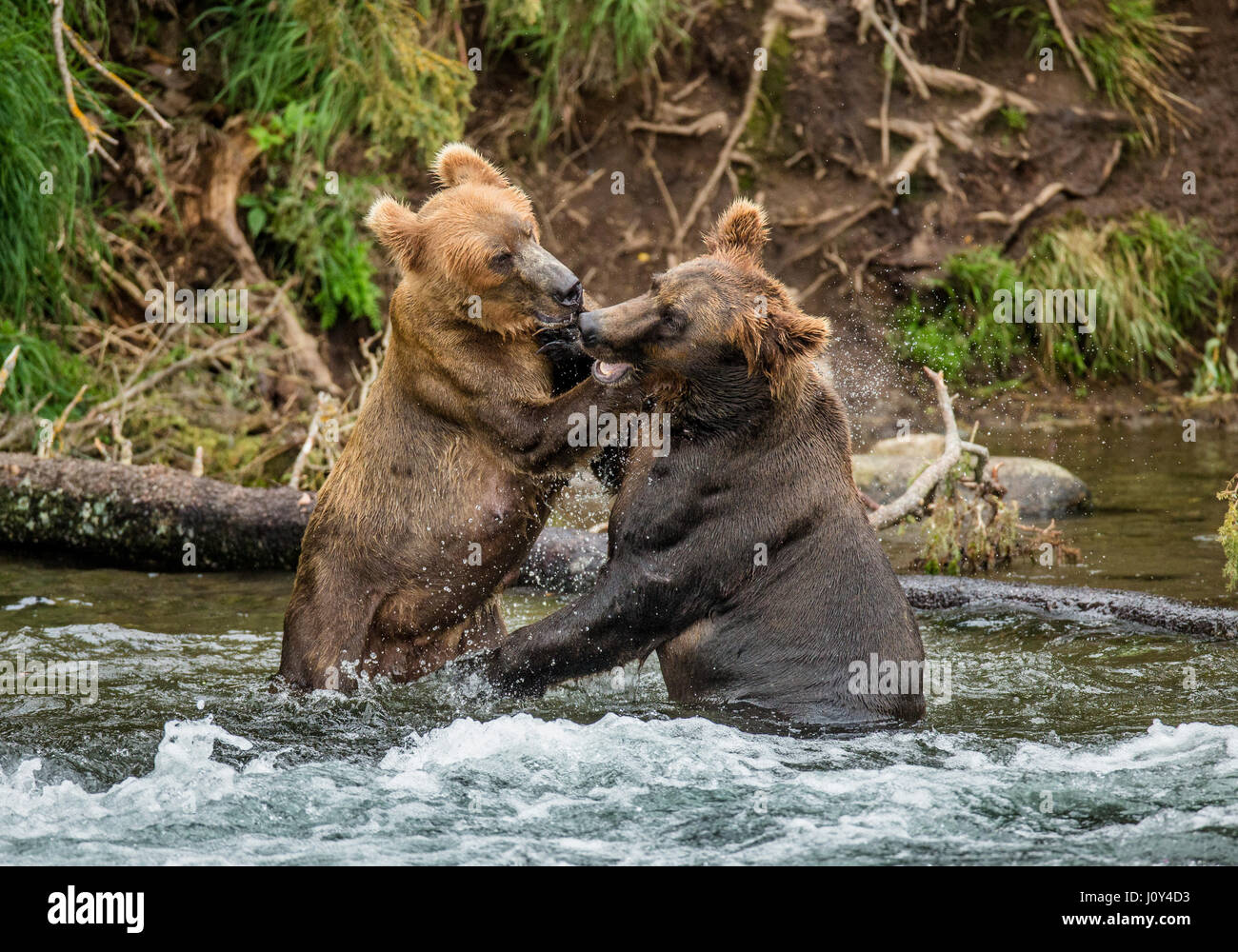 Two brown bears play with each other in the water. USA. Alaska. Kathmai ...