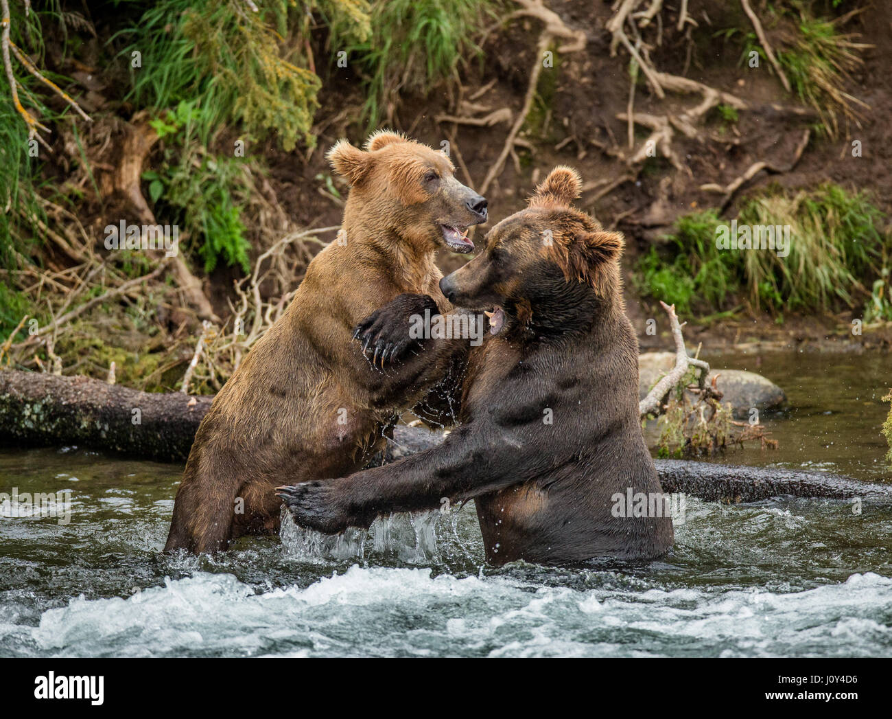 Two brown bears play with each other in the water. USA. Alaska. Kathmai ...