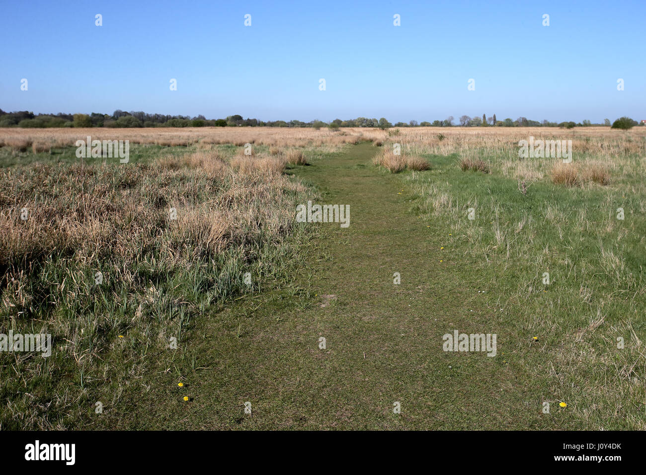 Stodmarsh National Nature Reserve, Kent, April 2017 Stock Photo - Alamy