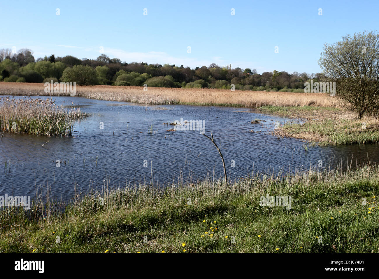 Stodmarsh National Nature Reserve, From the David Feast Hide, Kent ...