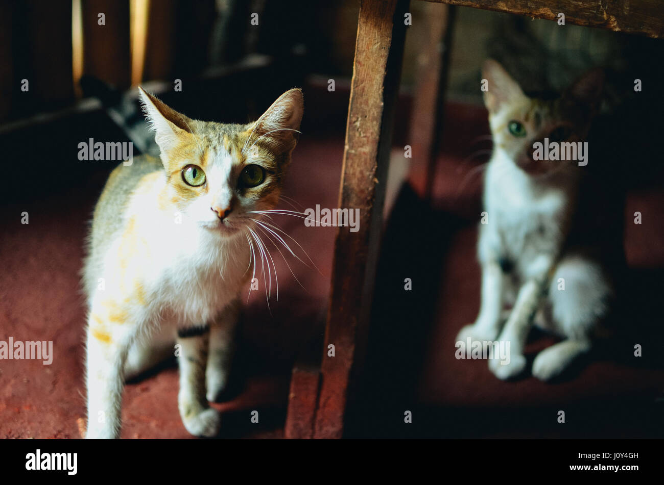 Two cats looking at the camera under a table. They are white cats with ...
