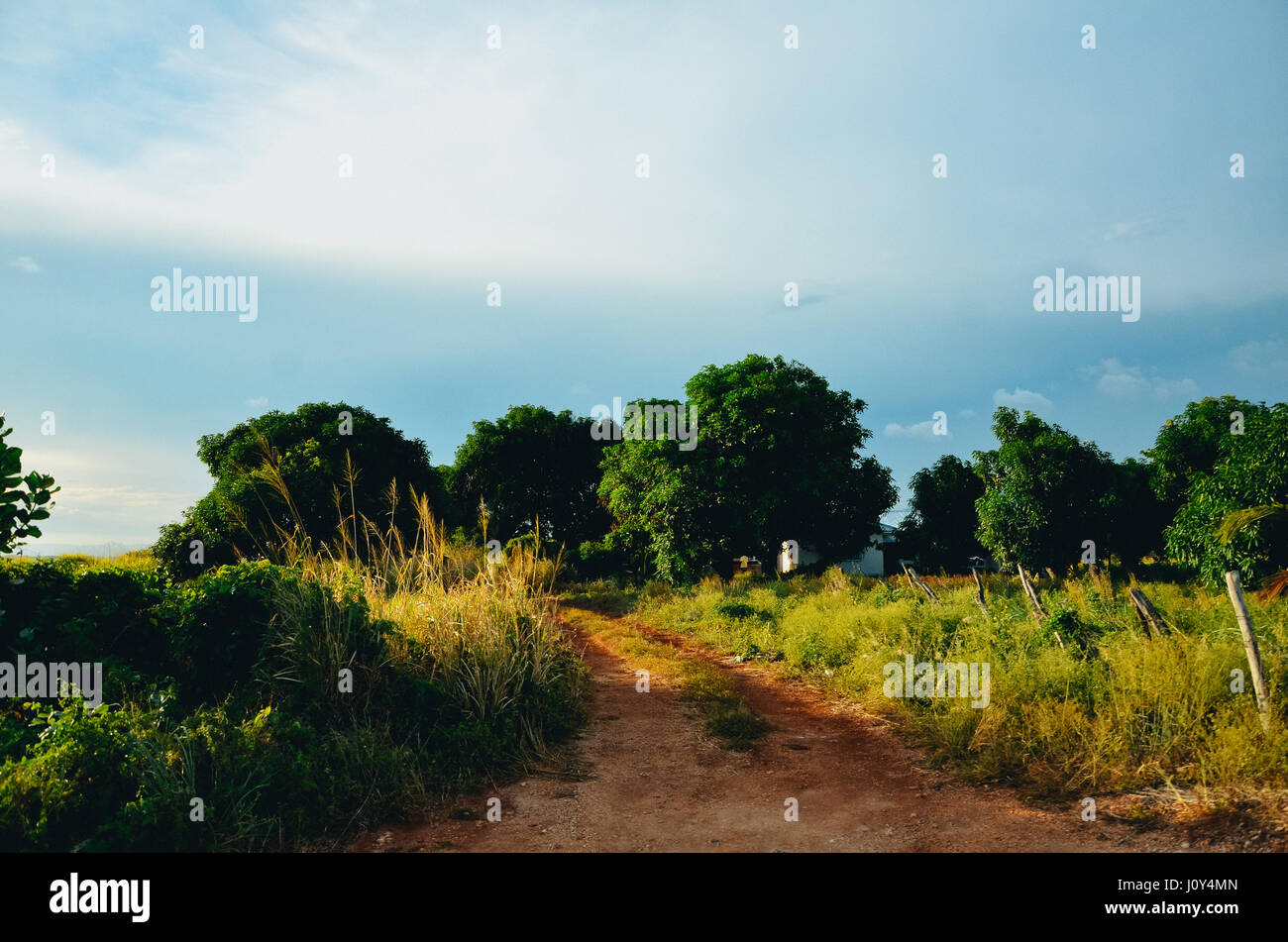 High contrast picture of a dirt road with a field and green bushy trees ...