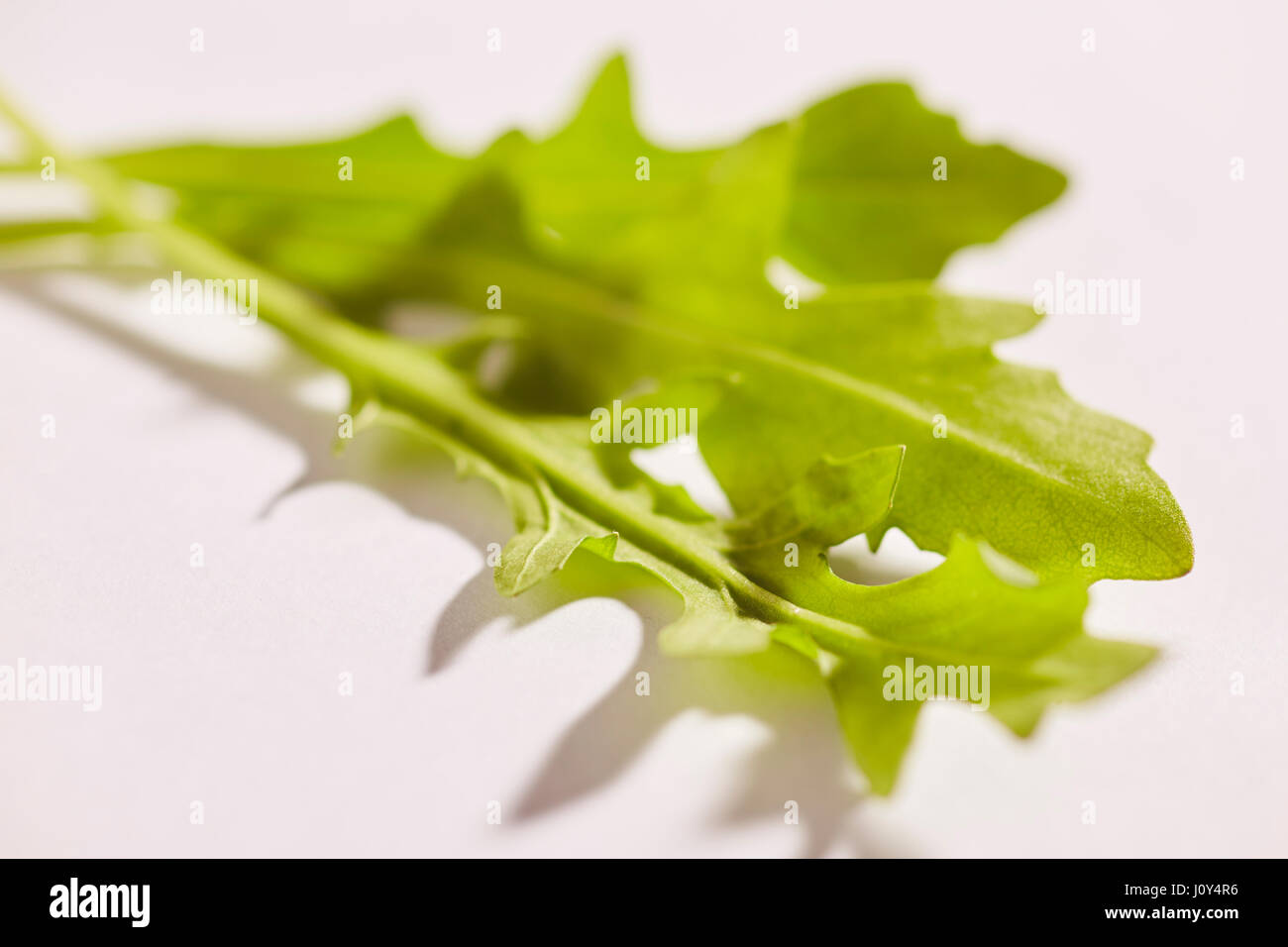 baby arugula leaves Stock Photo - Alamy