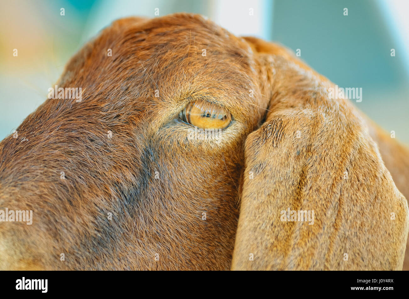 A goat eye. The goat is a brown goat. The goat has a yellow eye Stock ...