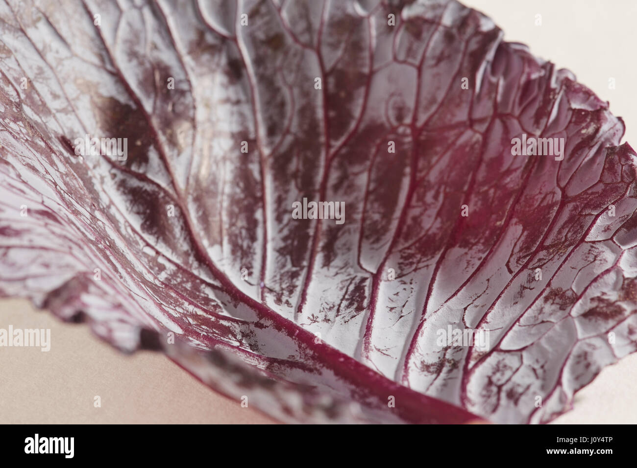a single leaf of red cabbage Stock Photo - Alamy