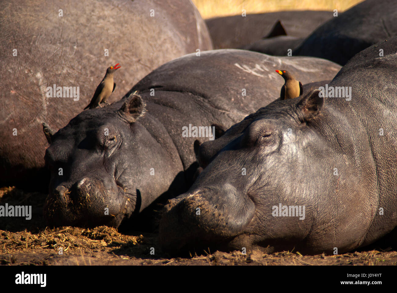 Eating hippos hi-res stock photography and images - Alamy