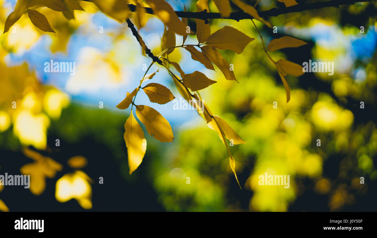 Yellow leaves hanging from a tree branch Stock Photo - Alamy