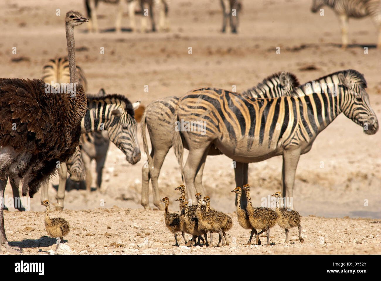 Ostrich with babies and Zebras at Nebrowni Waterhole, Etosha National ...
