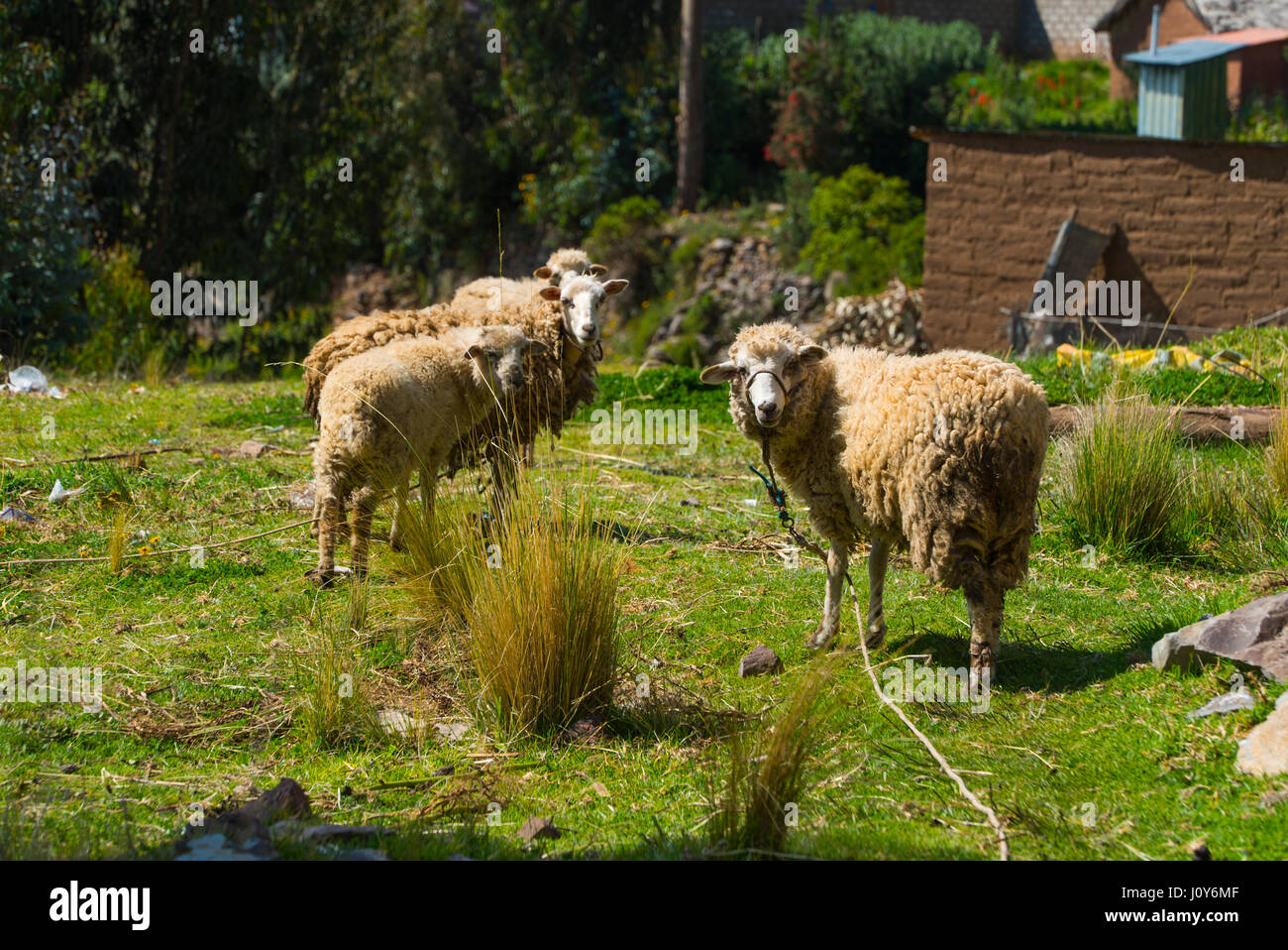Sheep peru hi-res stock photography and images - Alamy