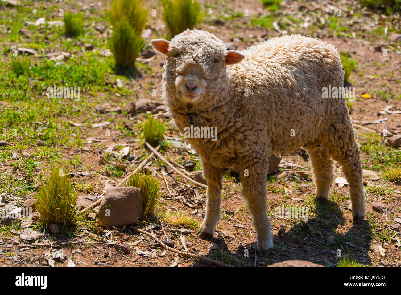 Sheep peru hi-res stock photography and images - Alamy