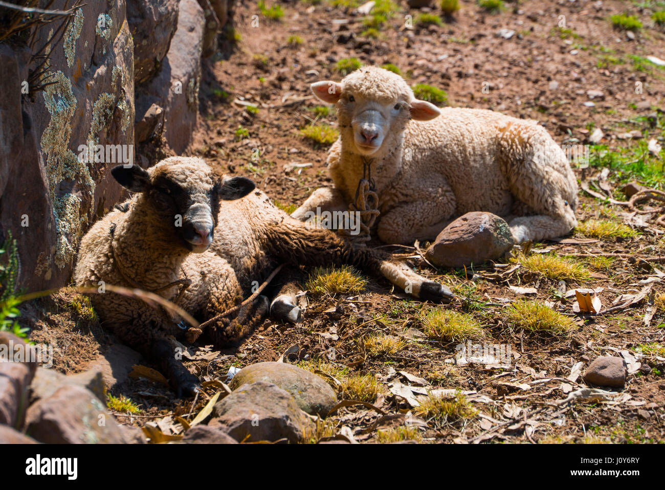 Sheep peru hi-res stock photography and images - Alamy