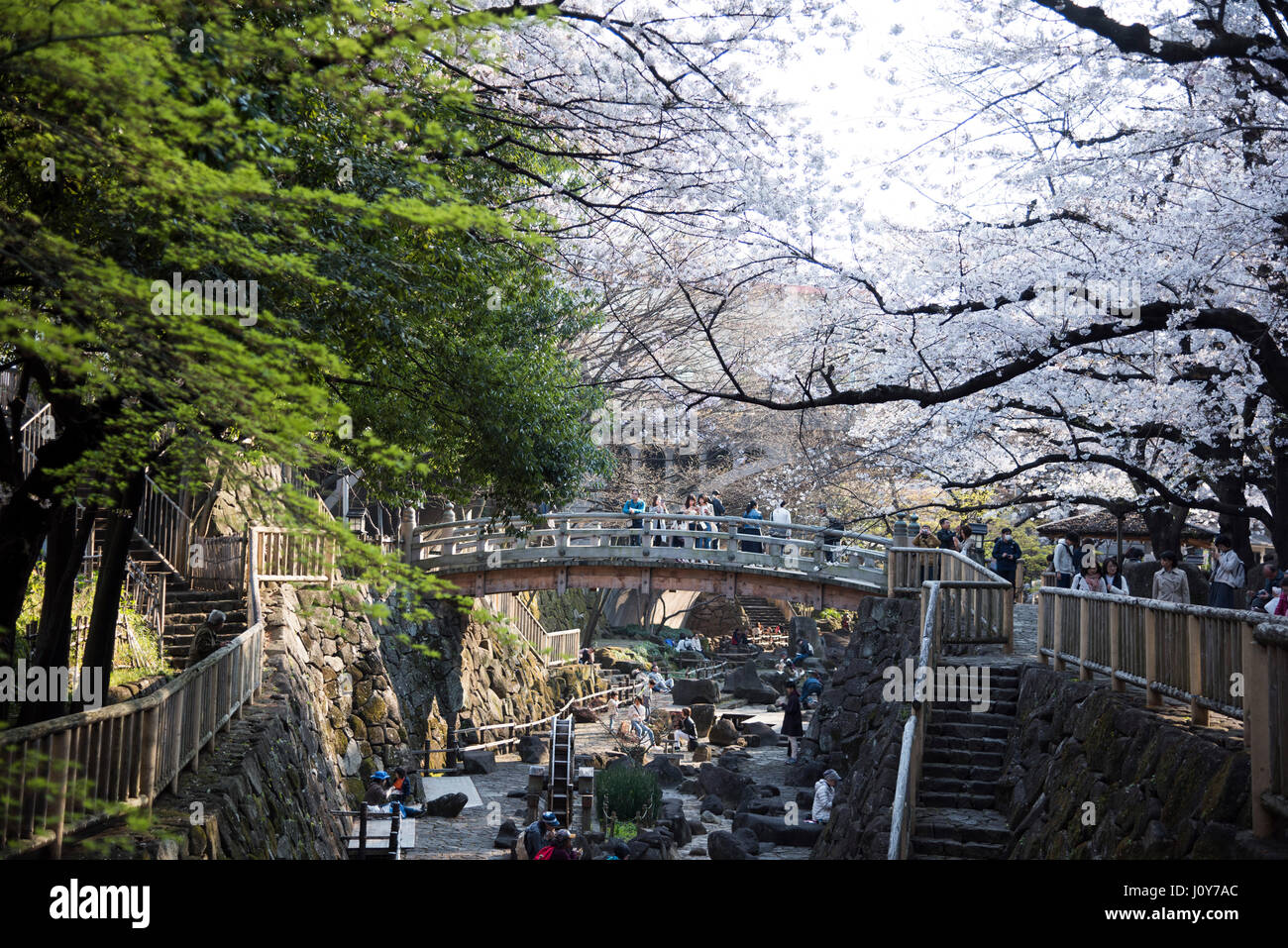 Cherry Blossom, Otonashi Shinsui Koen, Kita-Ku, Tokyo, Japan Stock ...