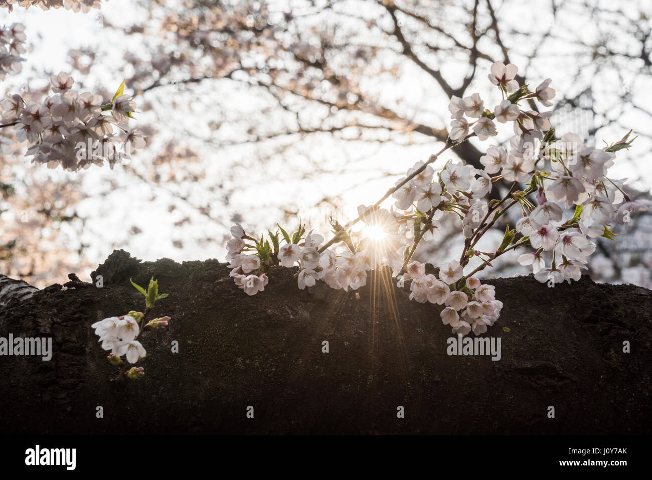 Cherry Blossom, Otonashi Shinsui Koen, Kita-Ku, Tokyo, Japan Stock ...