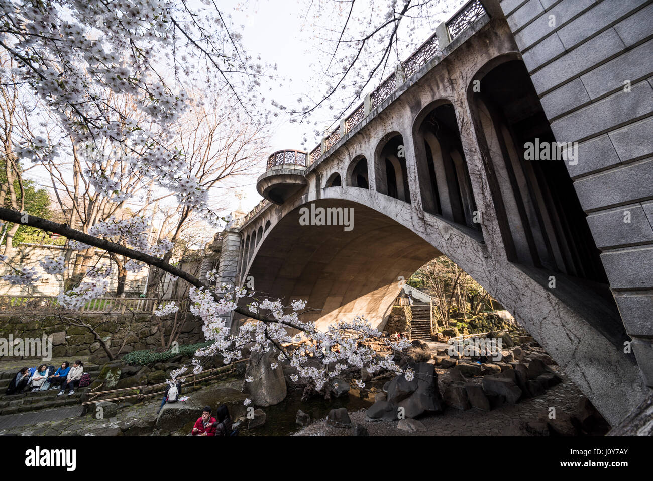 Cherry Blossom, Otonashi Shinsui Koen, Kita-Ku, Tokyo, Japan Stock ...