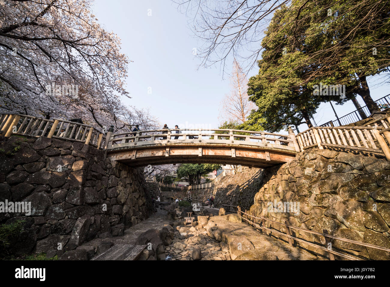 Cherry Blossom, Otonashi Shinsui Koen, Kita-Ku, Tokyo, Japan Stock ...