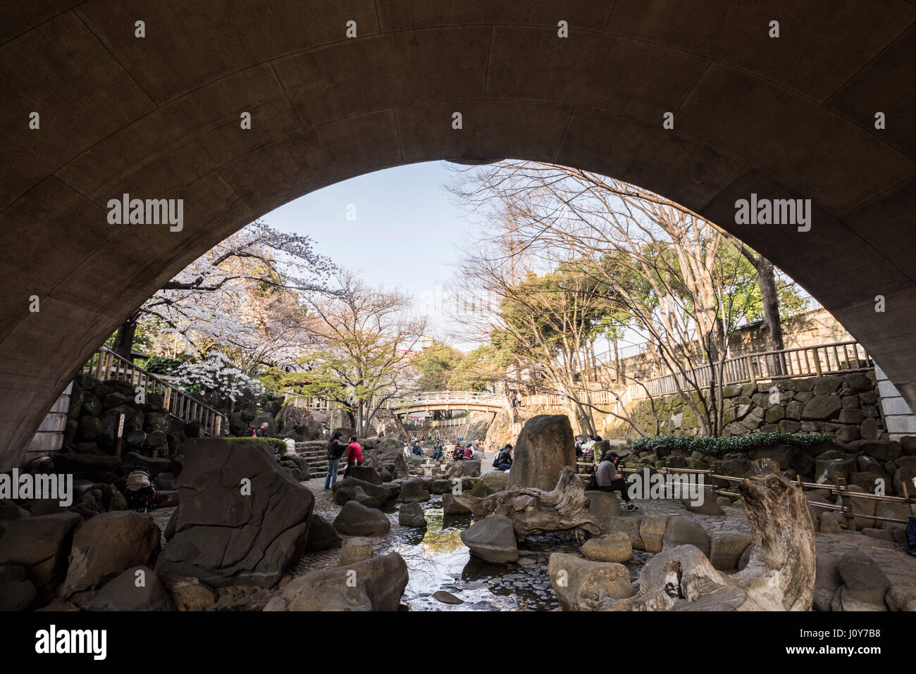 Cherry Blossom, Otonashi Shinsui Koen, Kita-Ku, Tokyo, Japan Stock ...