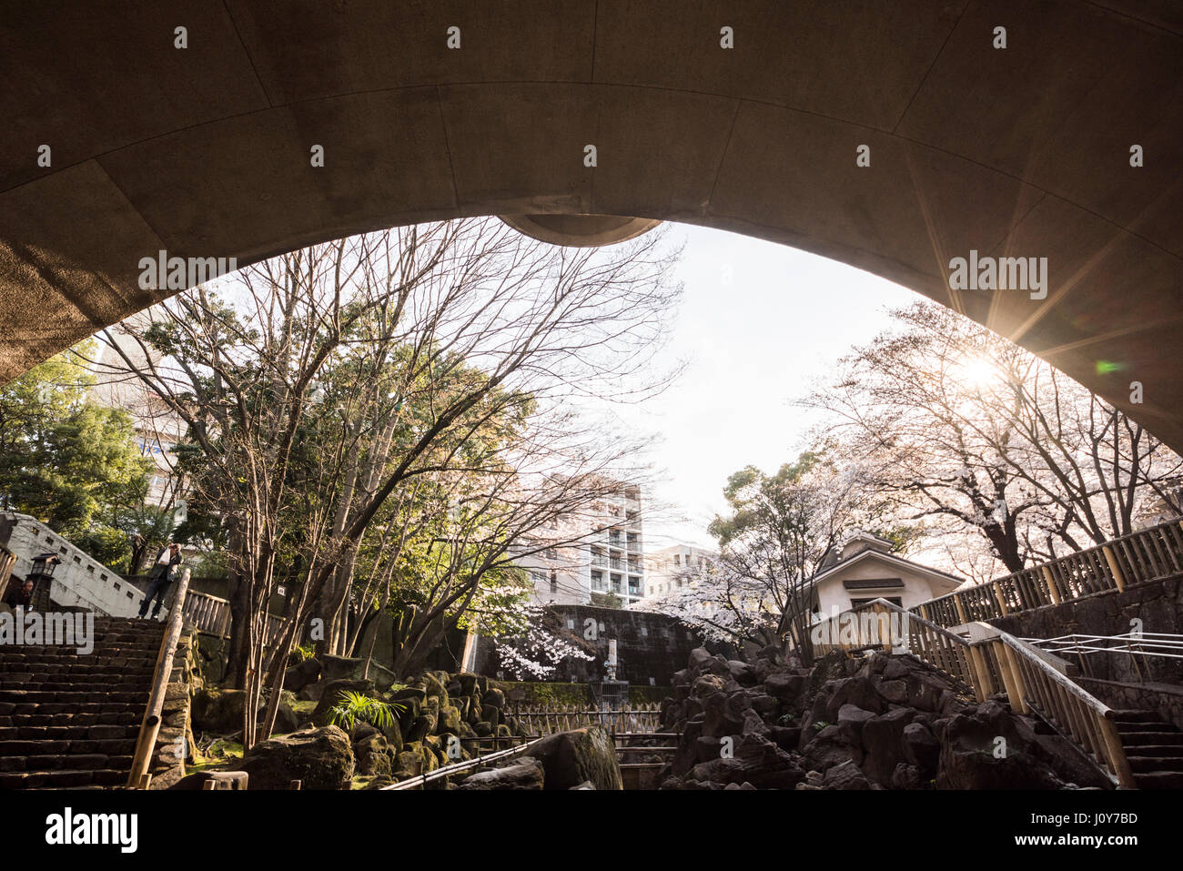 Cherry Blossom, Otonashi Shinsui Koen, Kita-Ku, Tokyo, Japan Stock ...
