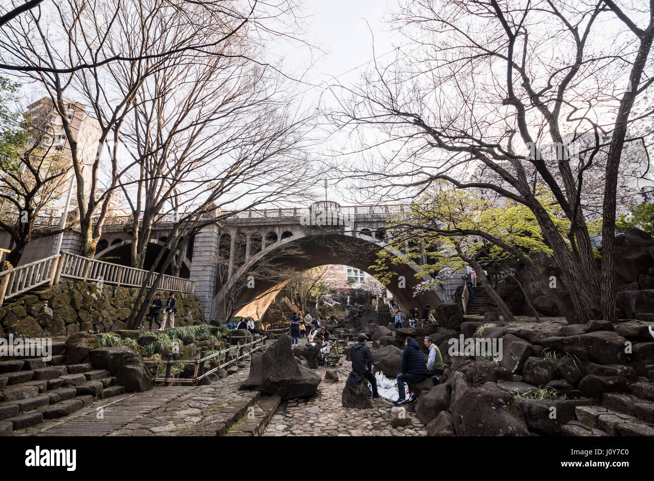 Cherry Blossom, Otonashi Shinsui Koen, Kita-Ku, Tokyo, Japan Stock ...