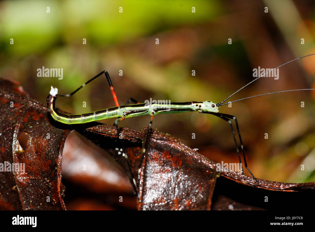 Ecuador Stick Insect High Resolution Stock Photography and Images - Alamy
