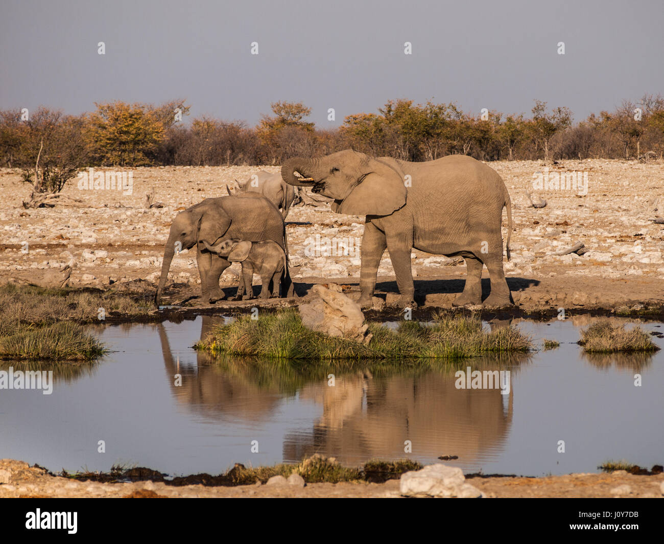 Elephants in the Etosha National Park, Namibia Stock Photo - Alamy