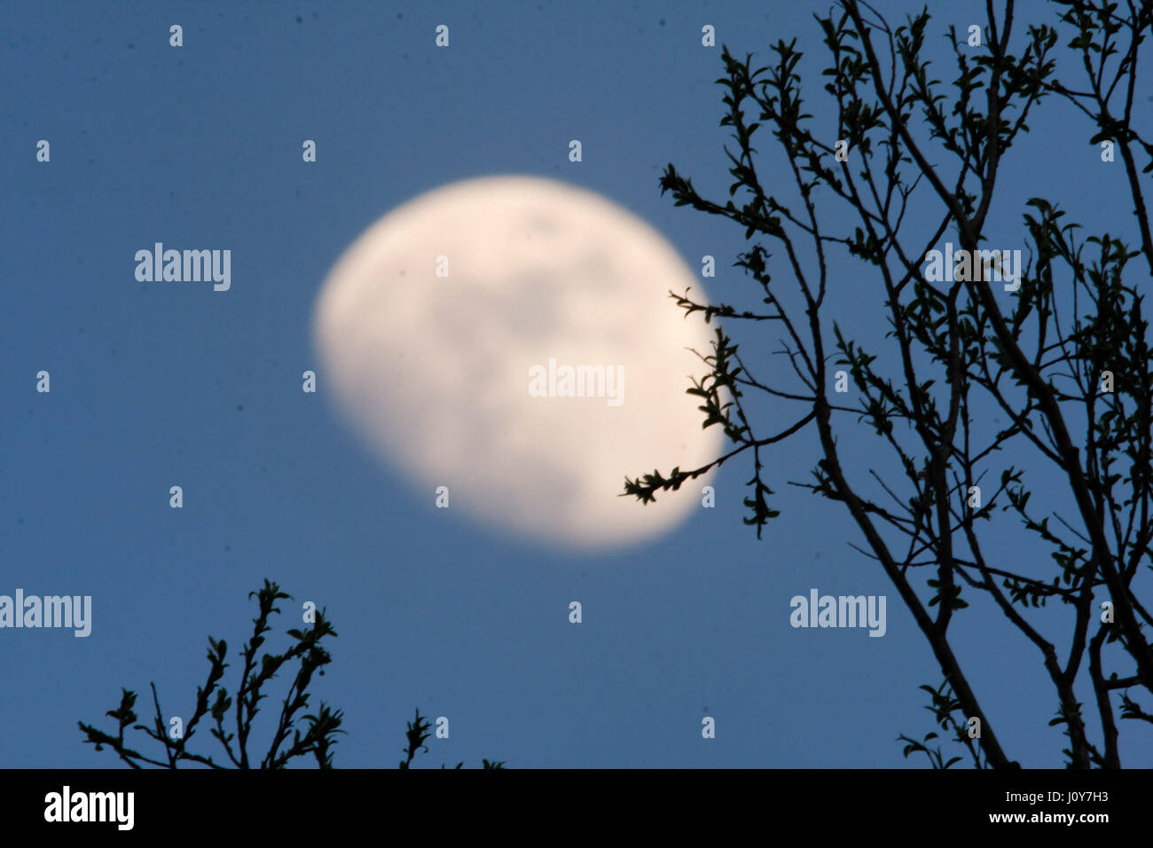 Moonlight through the tree hi-res stock photography and images - Alamy
