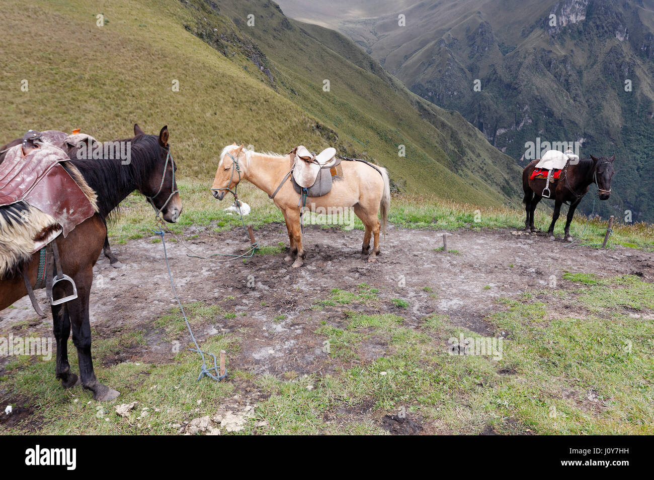 Horses on Andes mountains near Quito, Ecuador Stock Photo - Alamy