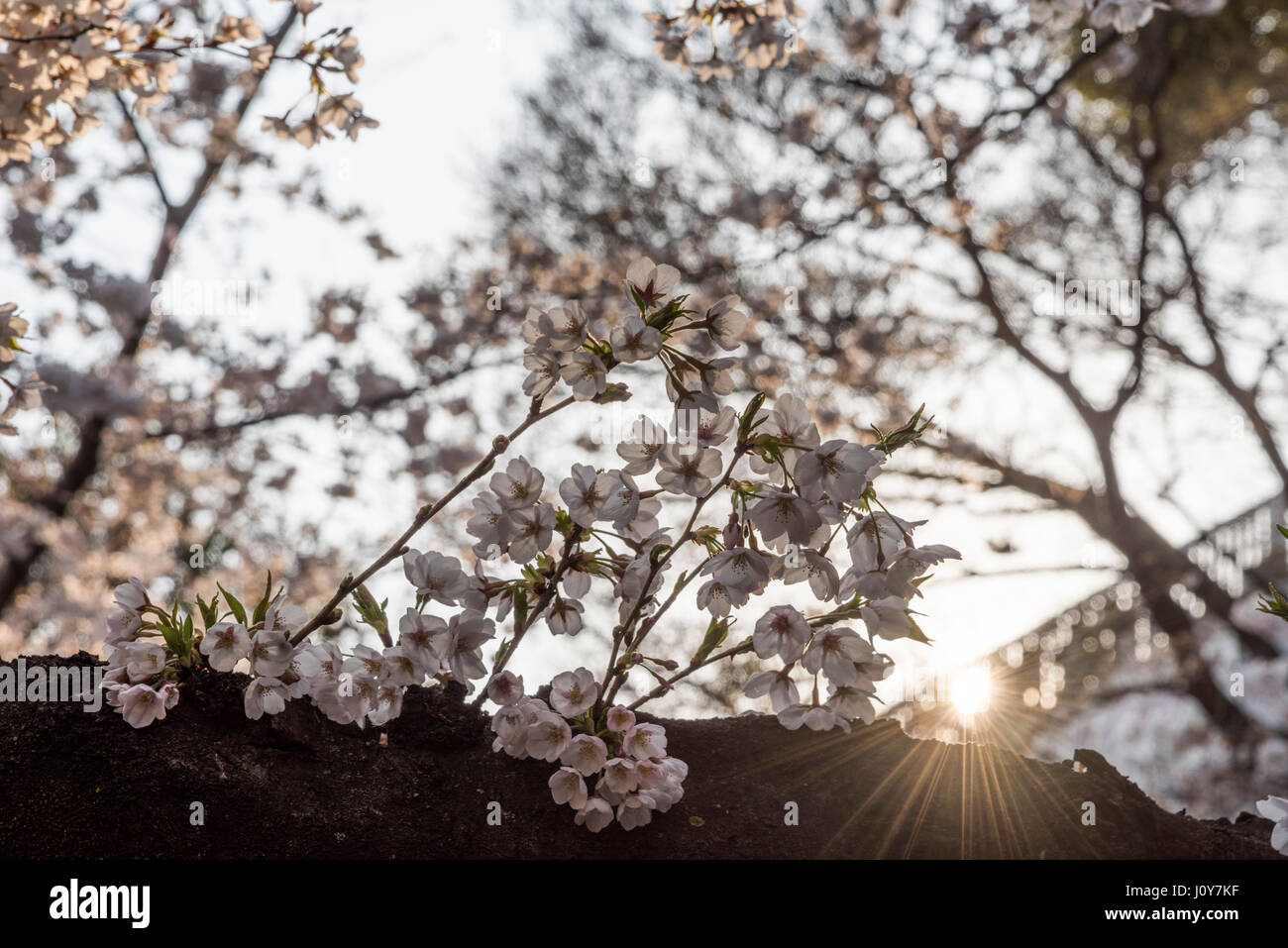 Otonashi shinsui park hi-res stock photography and images - Alamy