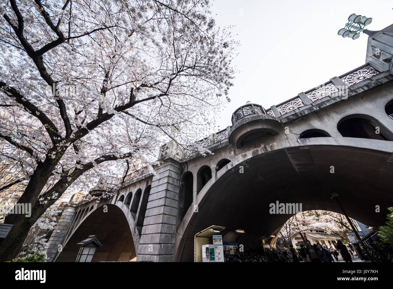 Cherry Blossom, Otonashi Shinsui Koen, Kita-Ku, Tokyo, Japan Stock ...