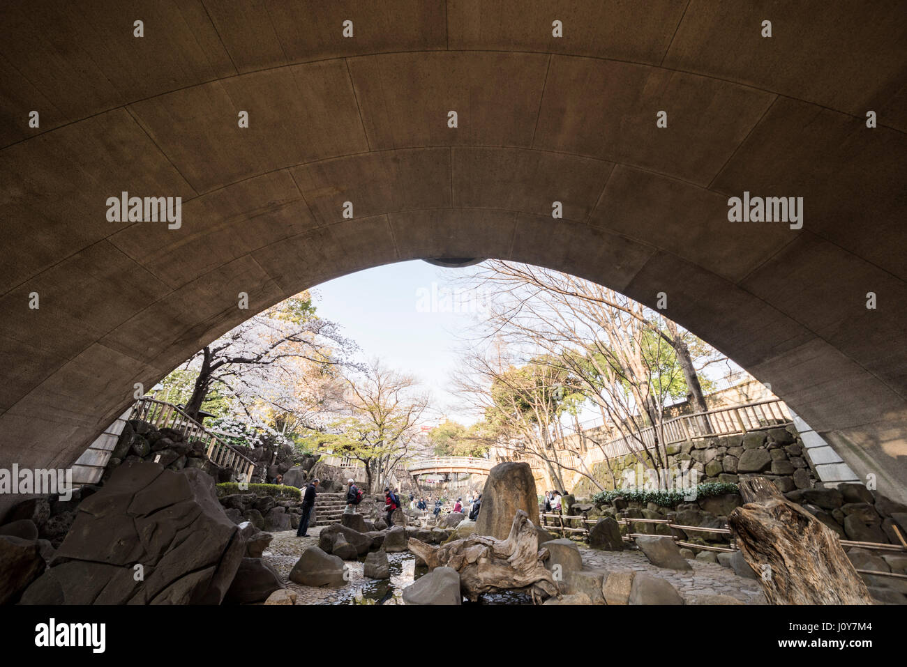Cherry Blossom, Otonashi Shinsui Koen, Kita-Ku, Tokyo, Japan Stock ...