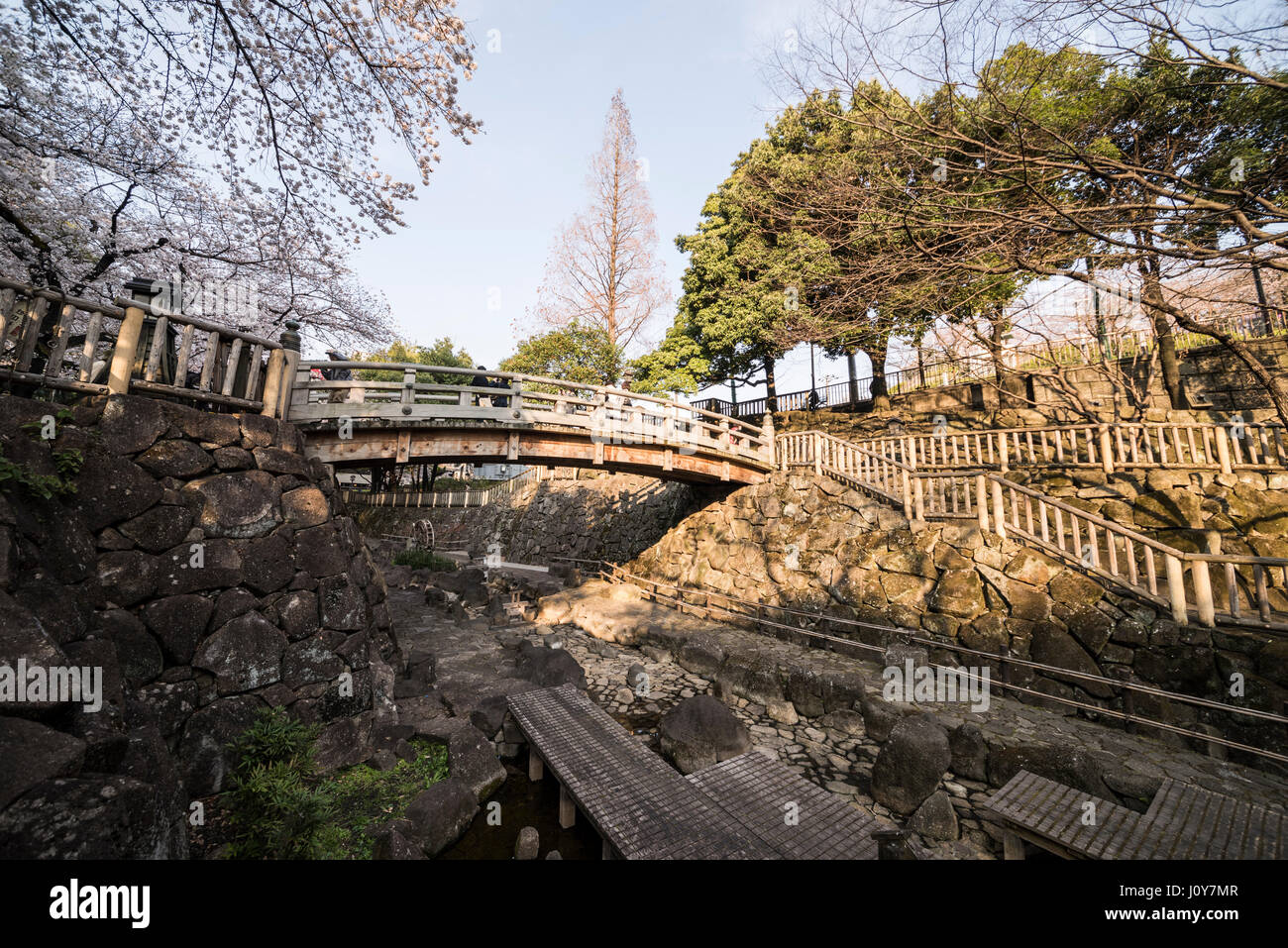 Cherry Blossom, Otonashi Shinsui Koen, Kita-Ku, Tokyo, Japan Stock ...