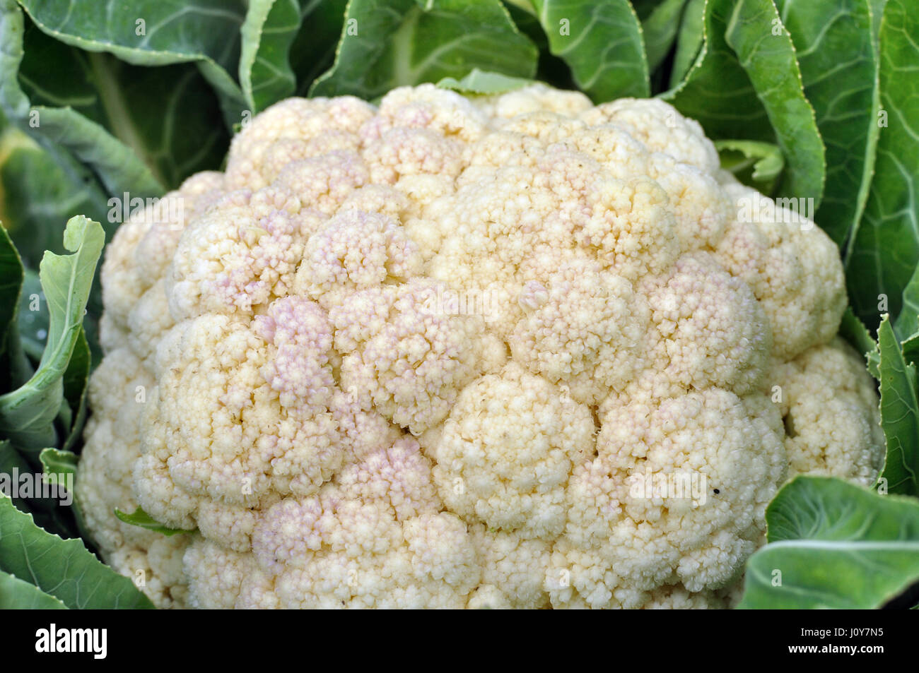close-up of the cauliflower in the vegetable garden Stock Photo - Alamy