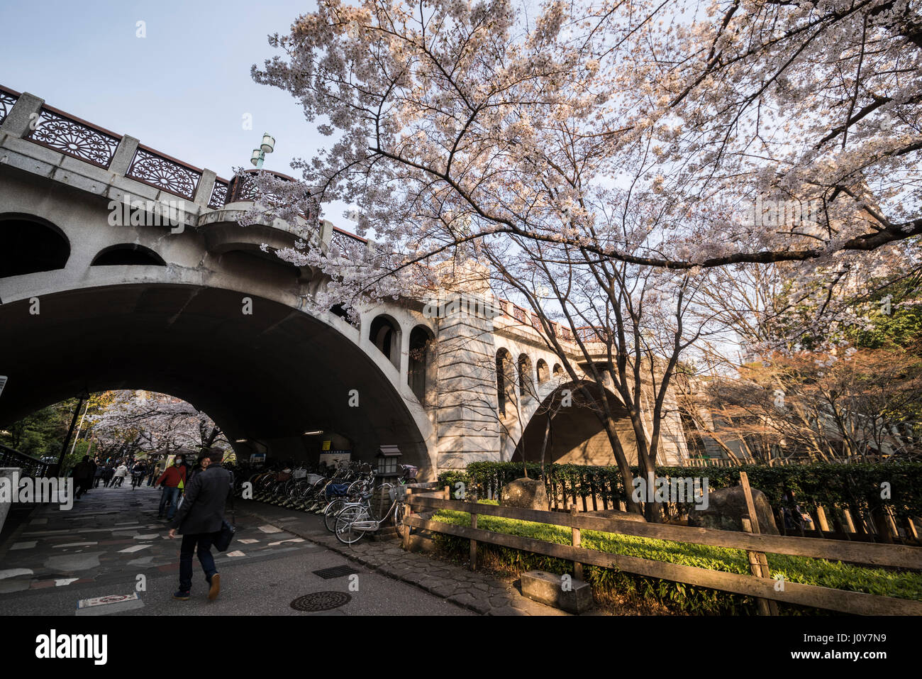 Cherry Blossom, Otonashi Shinsui Koen, Kita-Ku, Tokyo, Japan Stock ...