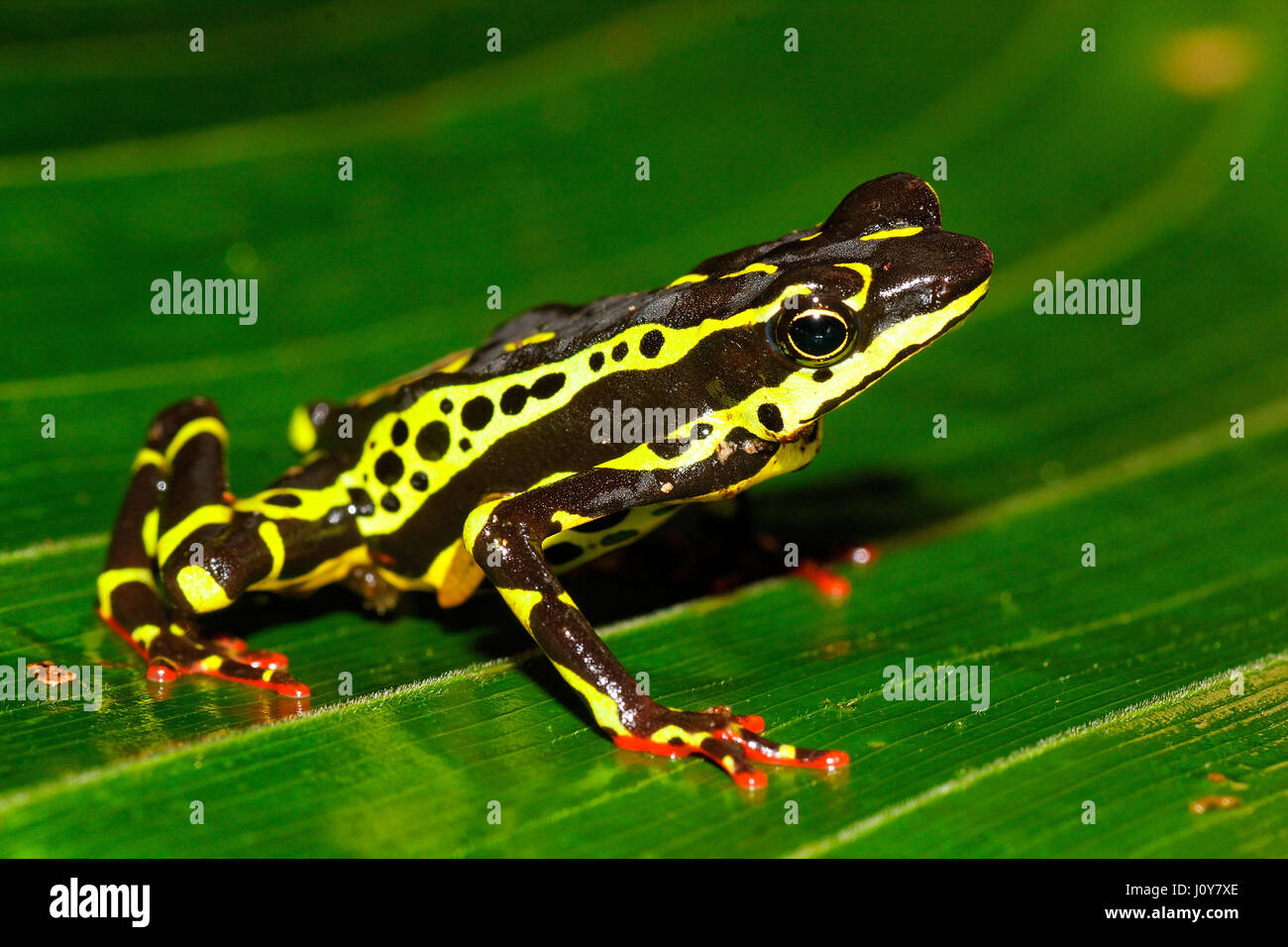 Atelopus frog from yasuni, national park Stock Photo - Alamy
