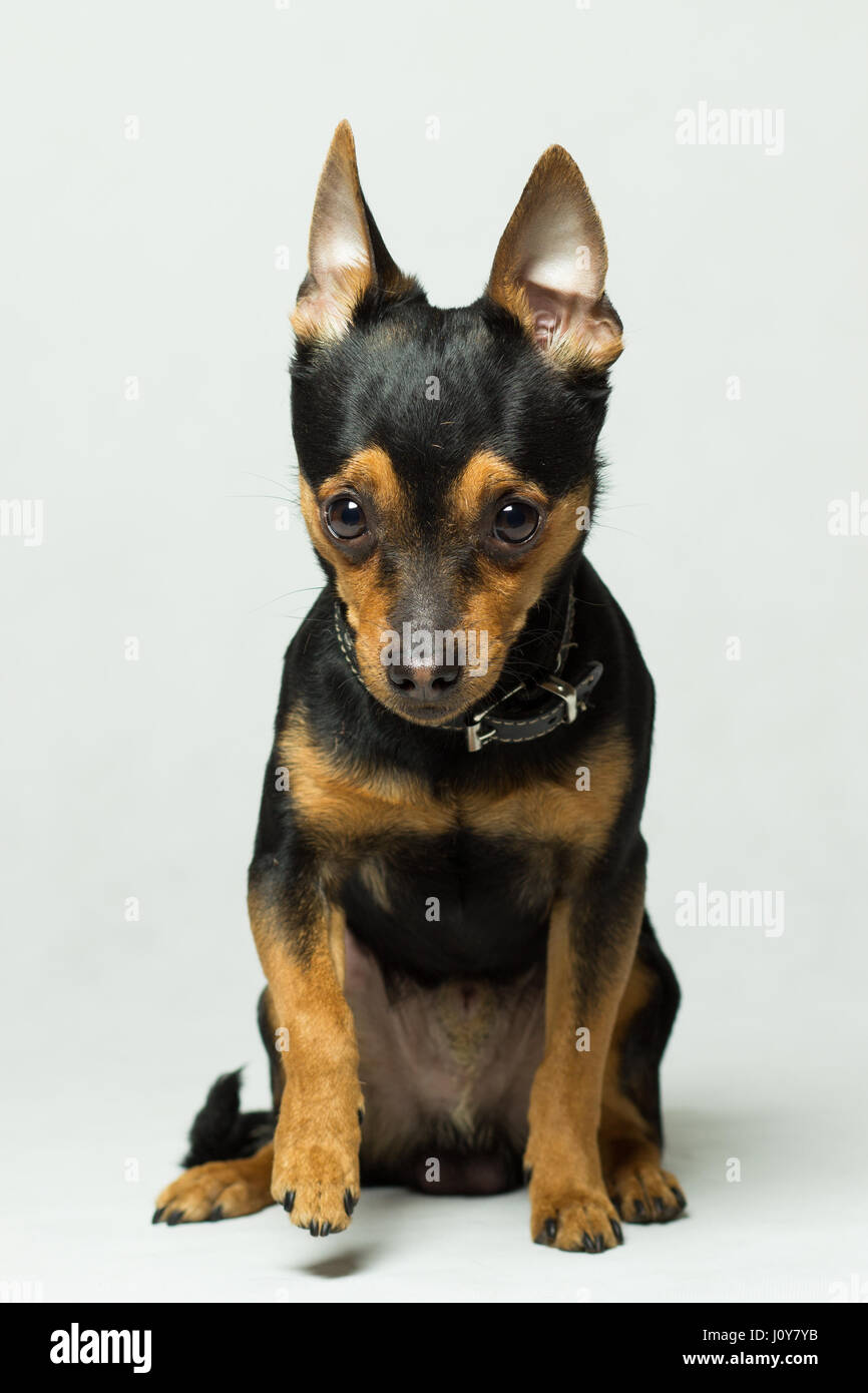 Portrait of a Toy Terrier dog on a gray background Stock Photo - Alamy