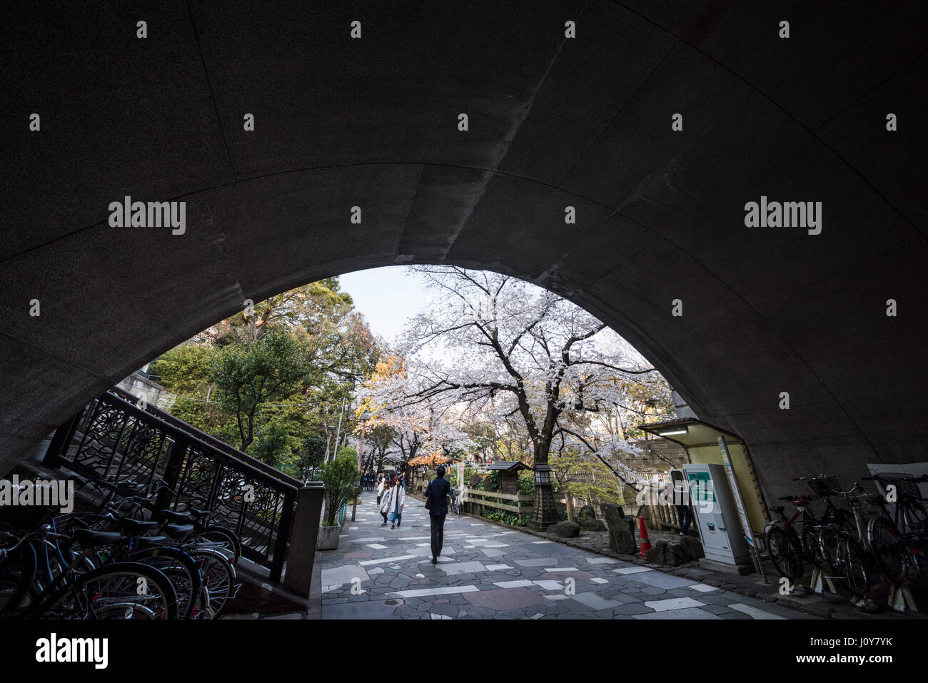 Cherry Blossom, Otonashi Shinsui Koen, Kita-Ku, Tokyo, Japan Stock ...