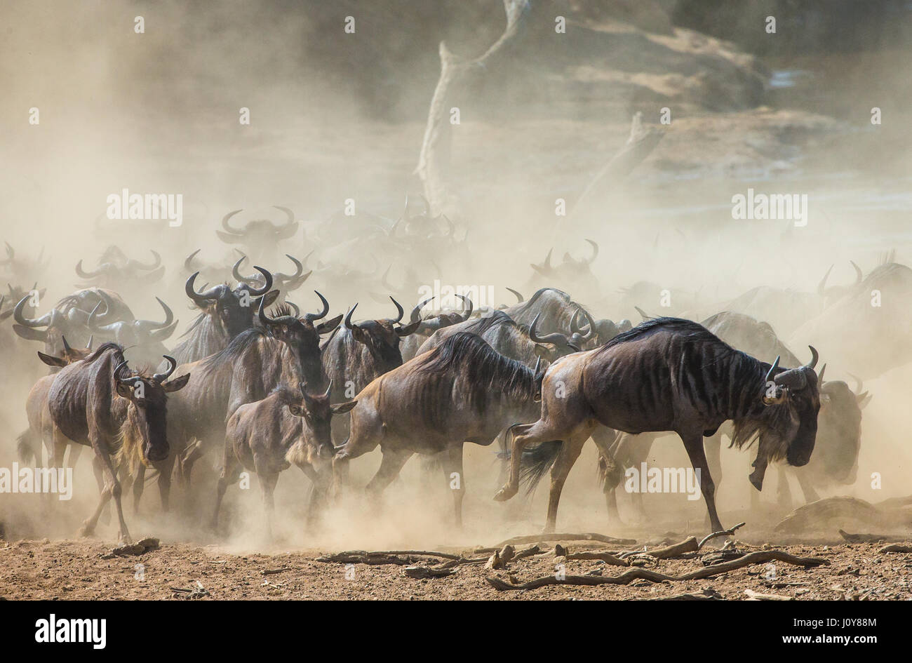 Great migration mara river hi-res stock photography and images - Alamy