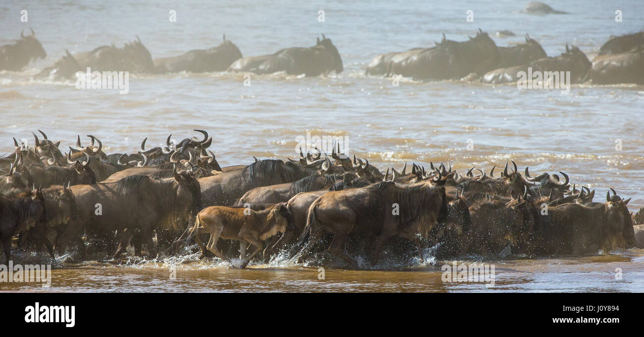 Wildebeests are crossing Mara river. Great Migration. Kenya. Tanzania ...