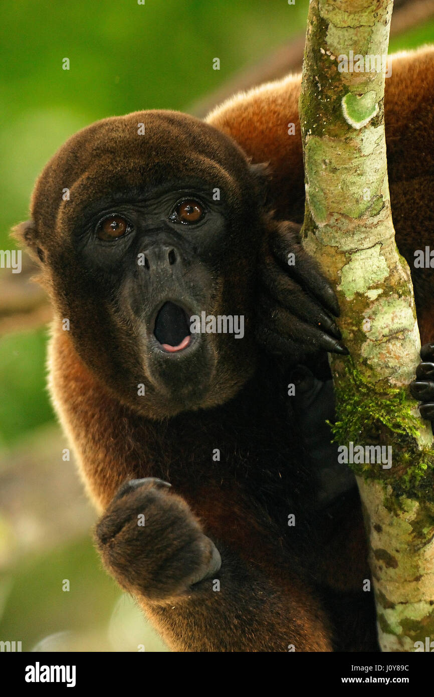 Wooly monkey from Amazon rainforest, Puyo, Ecuador Stock Photo - Alamy