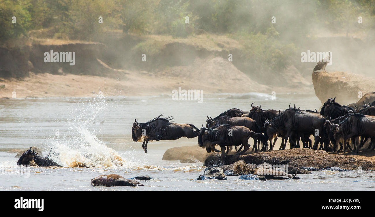 Wildebeest jumping into Mara River. Great Migration. Kenya. Tanzania. Masai Mara National Park ...