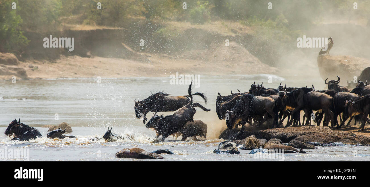 Wildebeest jumping into Mara River. Great Migration. Kenya. Tanzania ...