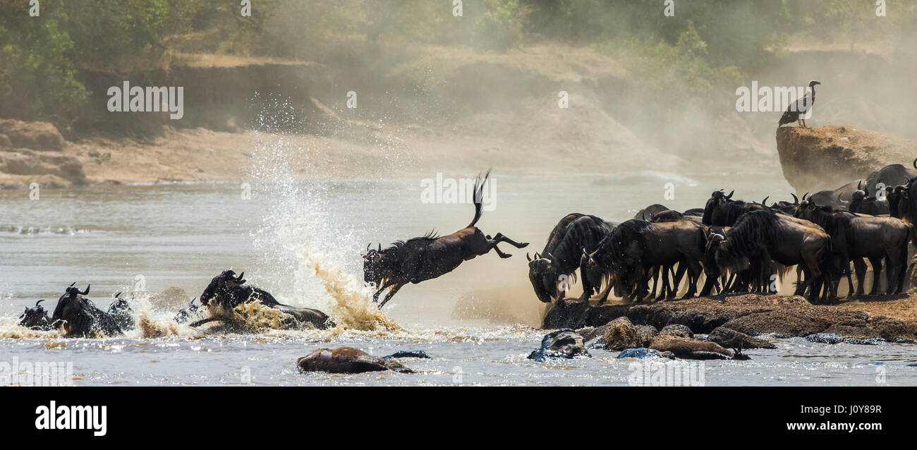 Wildebeest jumping into Mara River. Great Migration. Kenya. Tanzania ...