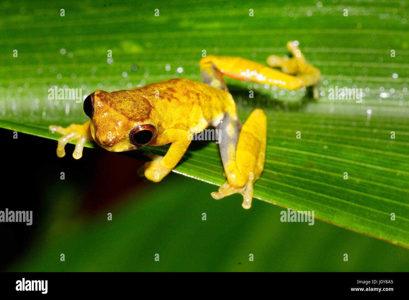 Amazon frog hi-res stock photography and images - Alamy