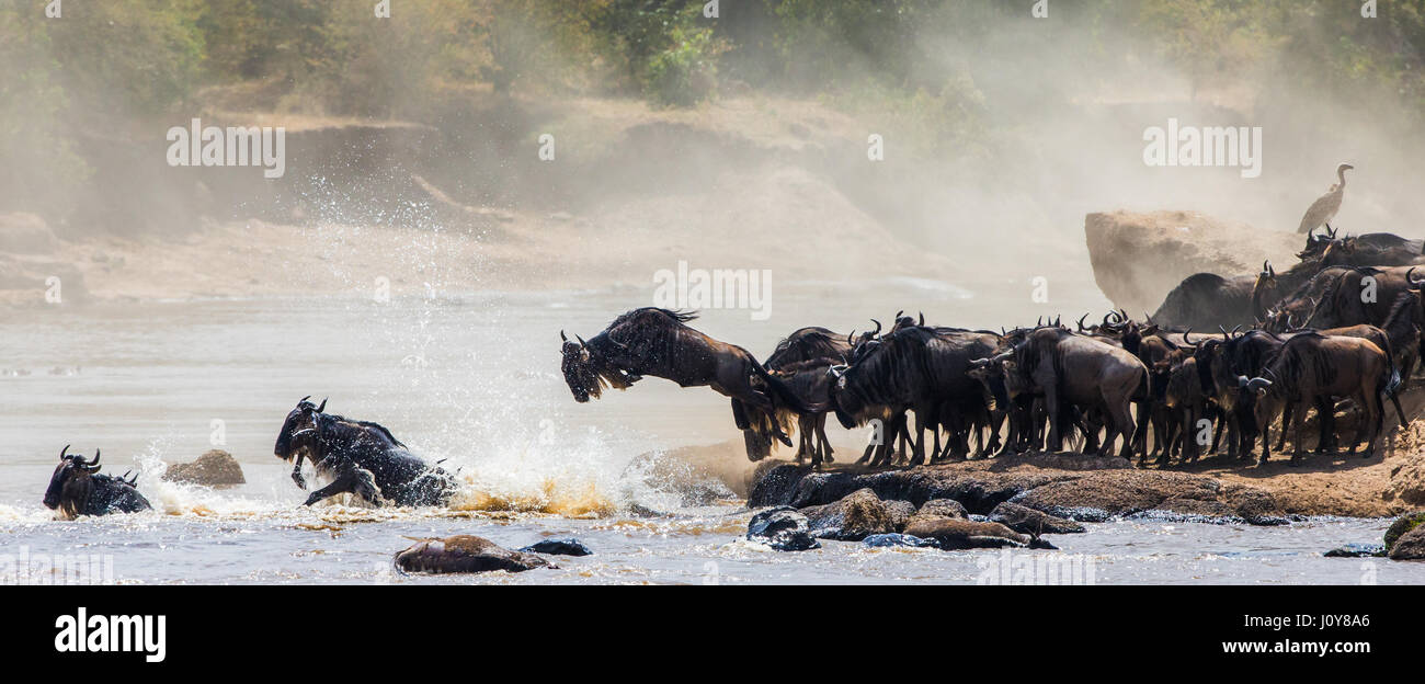 Wildebeest jumping into Mara River. Great Migration. Kenya. Tanzania ...