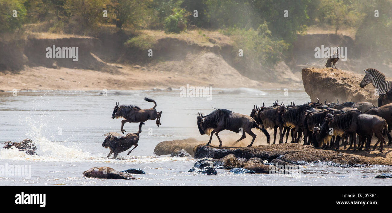 Wildebeest jumping into Mara River. Great Migration. Kenya. Tanzania. Masai Mara National Park ...