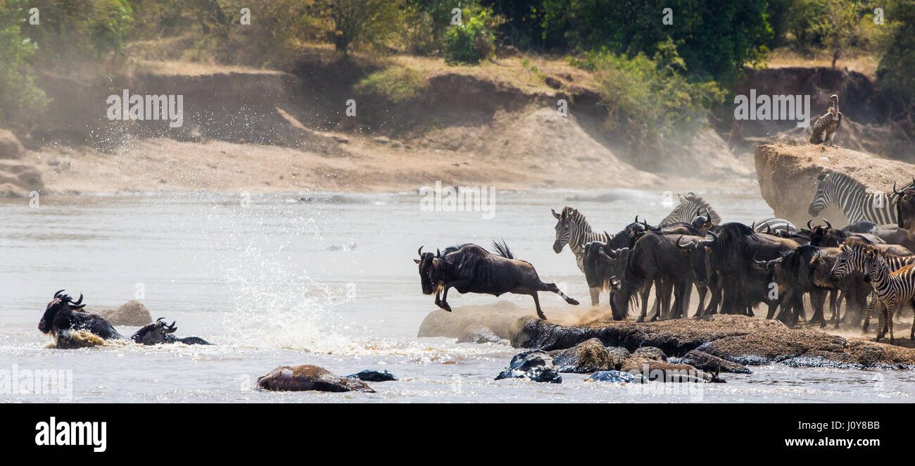 Wildebeest jumping into Mara River. Great Migration. Kenya. Tanzania ...
