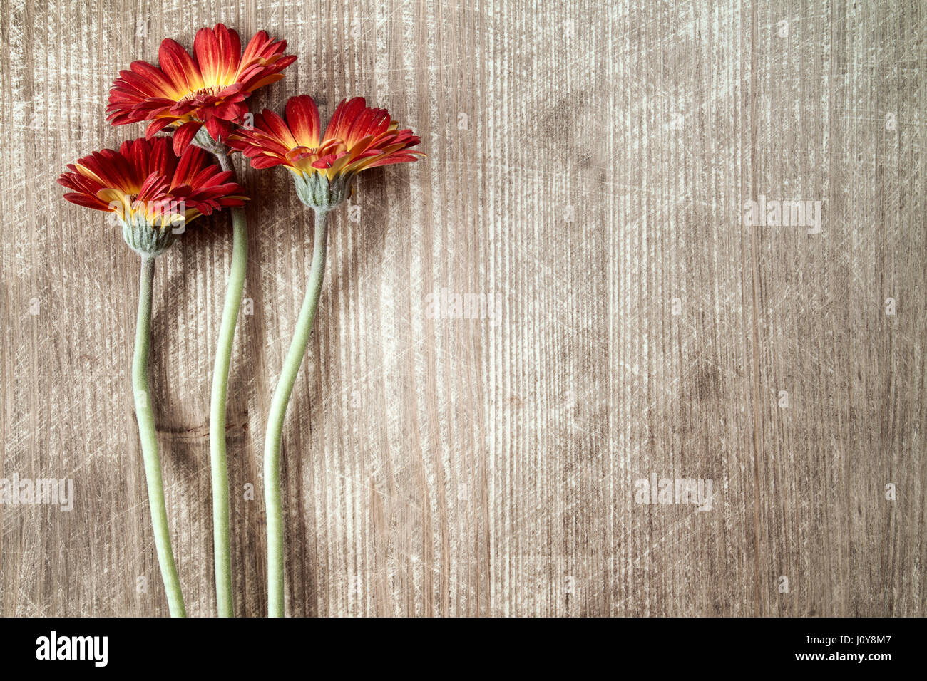 Three gerberas on a wooden background, copy-space Stock Photo - Alamy