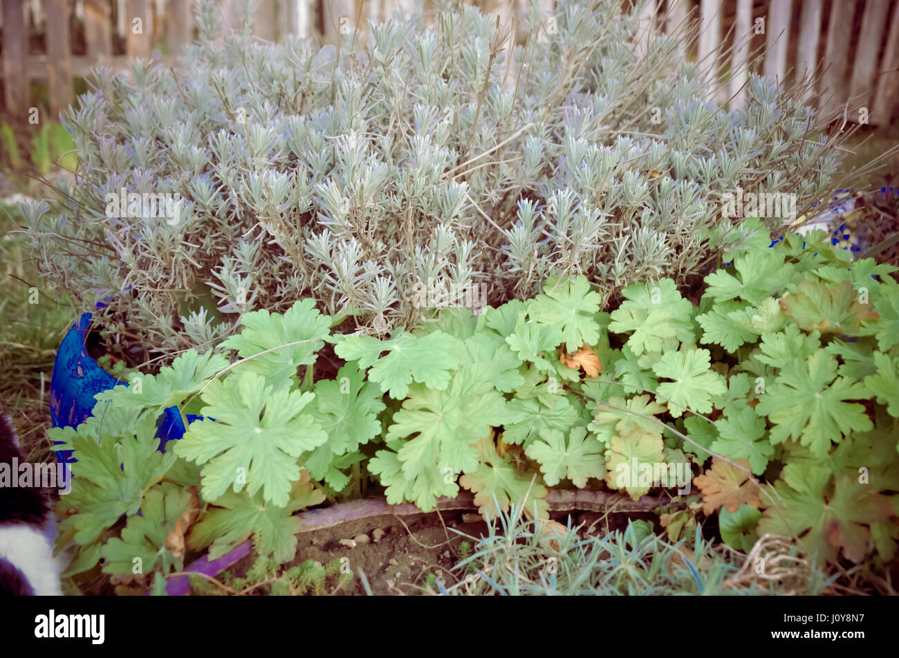 Lavender plants in early spring hi-res stock photography and images - Alamy